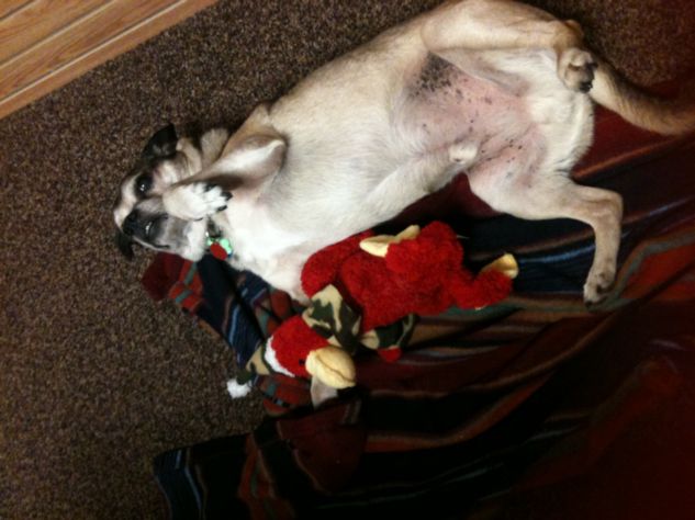 Fix Your Pet, It’s The Kindest Thing You Can Do.