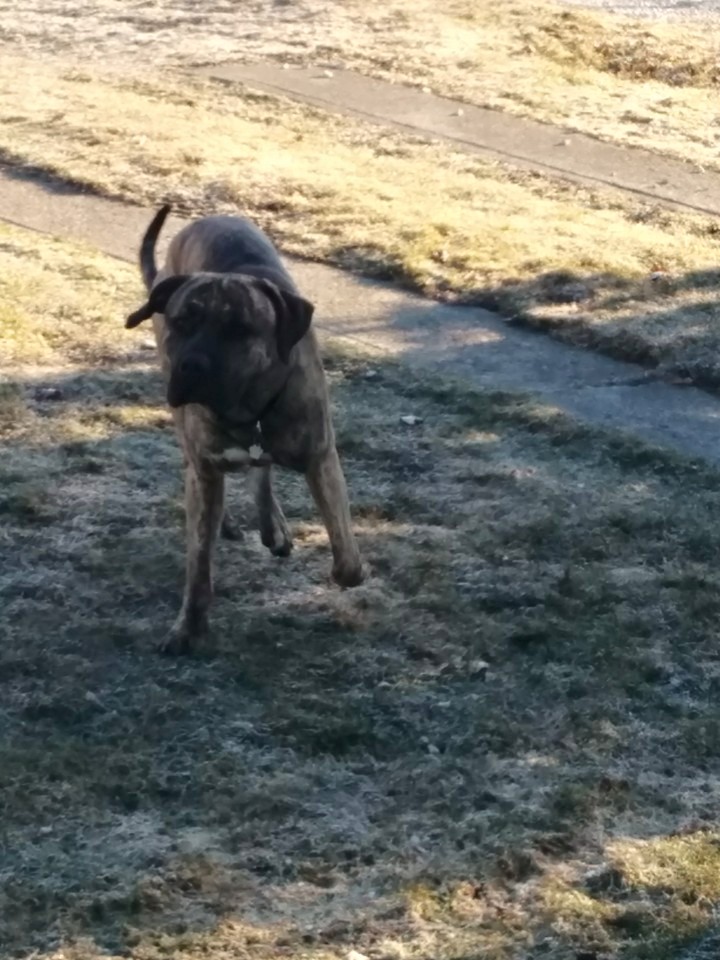 Spotted: Dog roaming around Wallaceburg