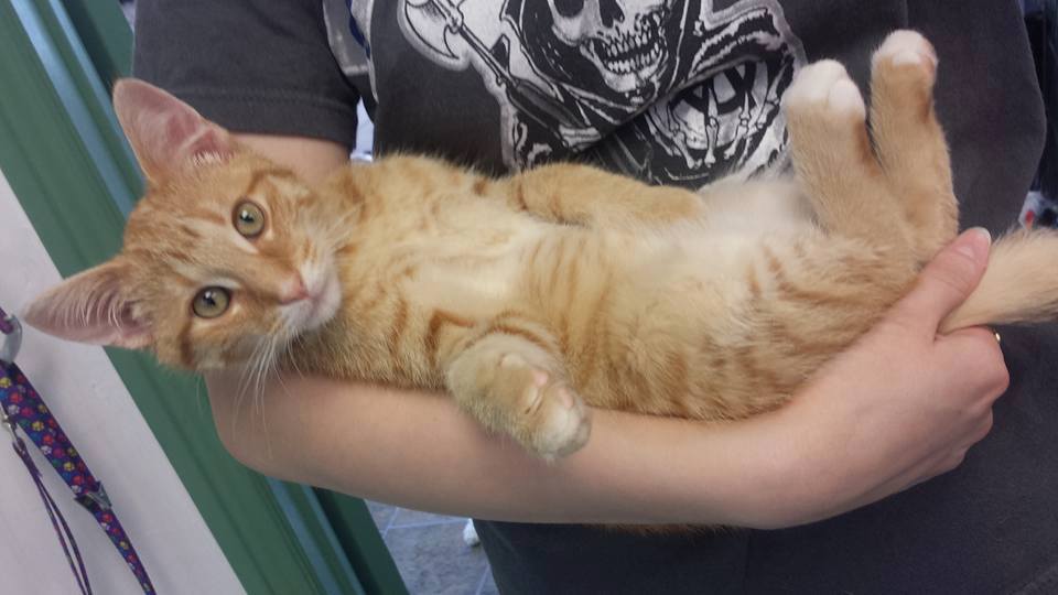 K9 Klips - Rescued cat needs a safe furever home!