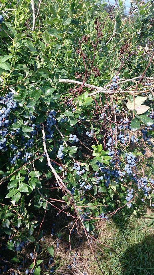 Parks Blueberries and Country Store | Wallaceburg News | Local news in ...