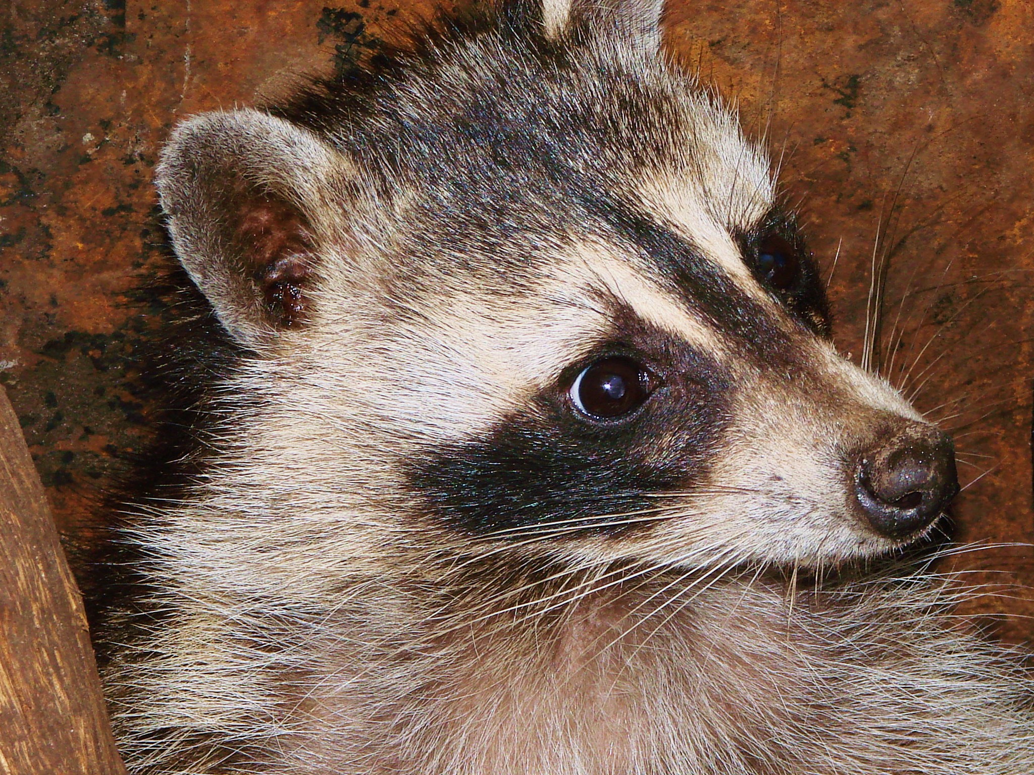 Raccoons ‘looking cute’ and ‘acting weird’ | Wallaceburg News | Local ...