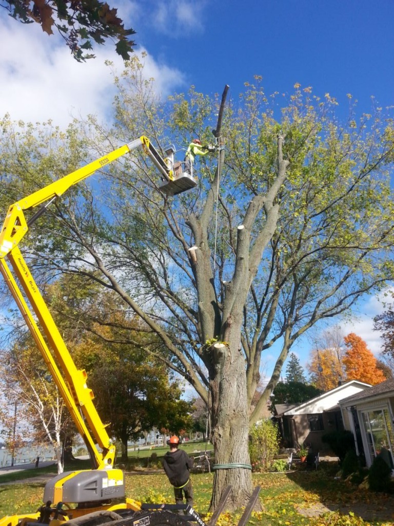 CK Tree Care: Professional, trained, and equipped for the job.