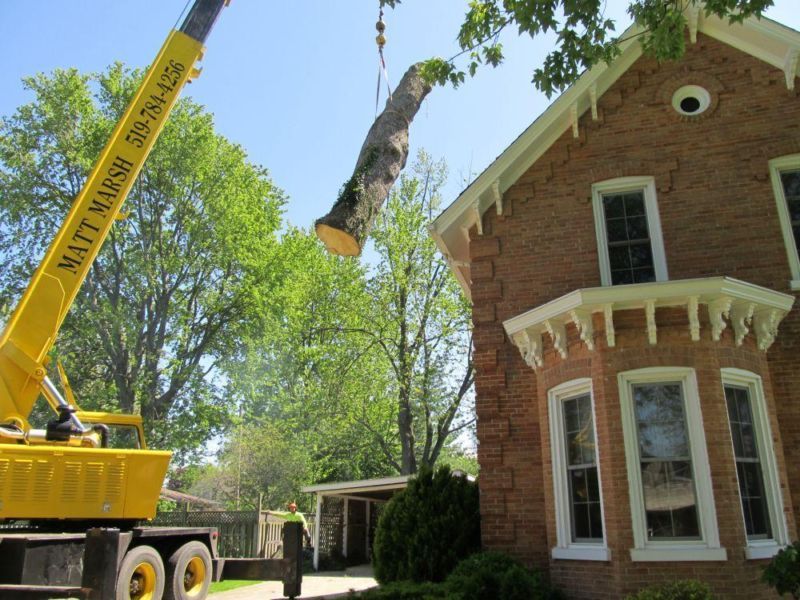 Summer is a perfect time for tree maintenance | Wallaceburg News ...
