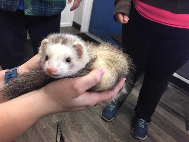 Update: Nigel the ferret is back home! | Wallaceburg News | Local news ...