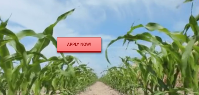 Now hiring for Detasseling in your area.