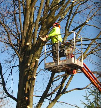 CK Tree Care was founded on the love for trees. | Wallaceburg News ...