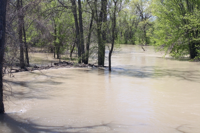 Flood watch issued for the Sydenham River
