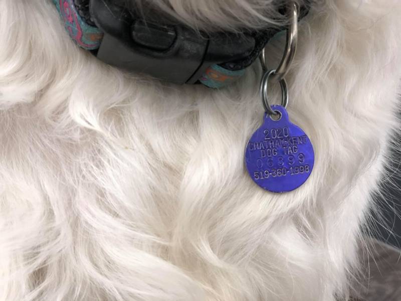 Municipal dog tags due June 30 | Wallaceburg News | Local news in ...