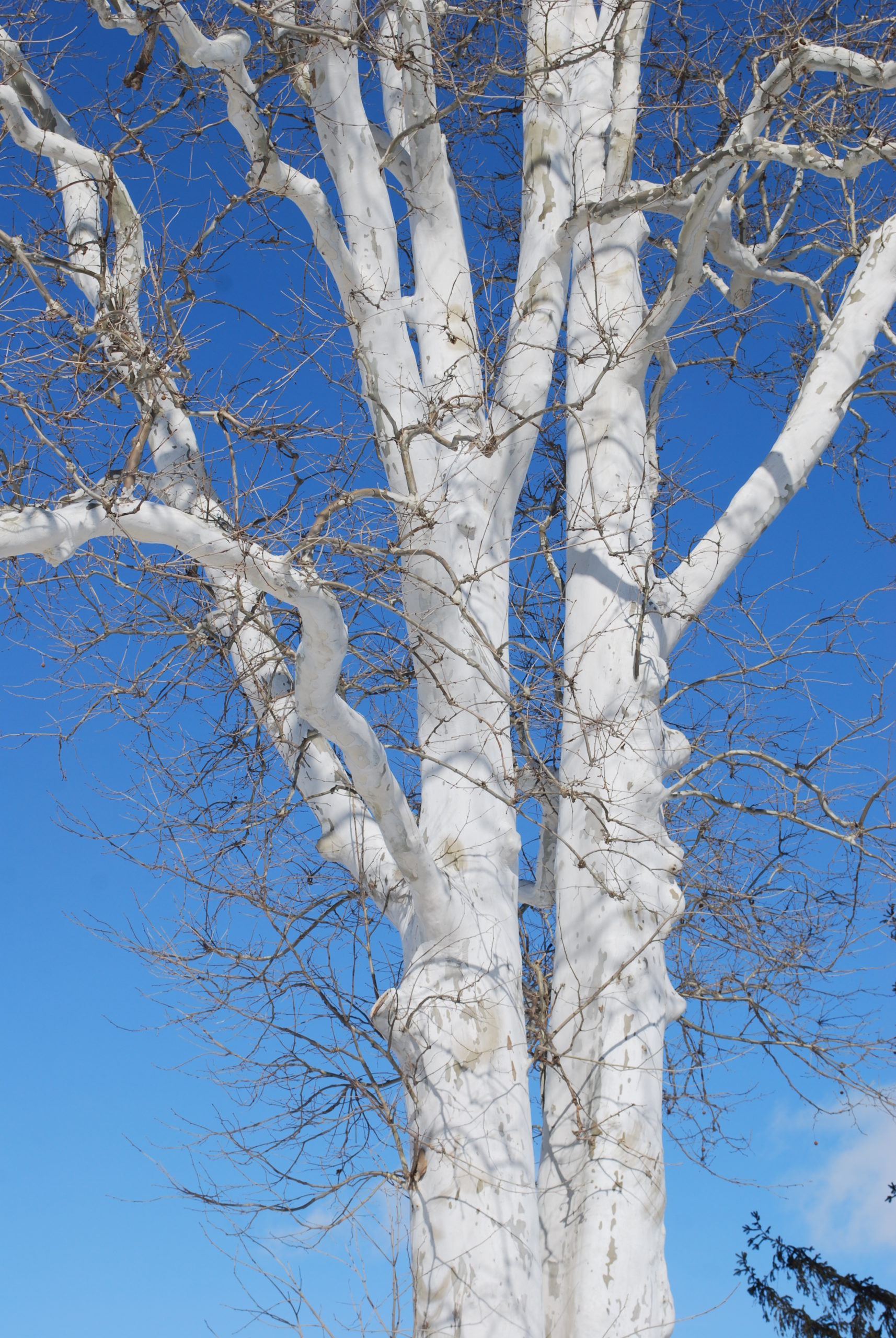 Our Carolinian trees | Wallaceburg News | Local news in Wallaceburg ...