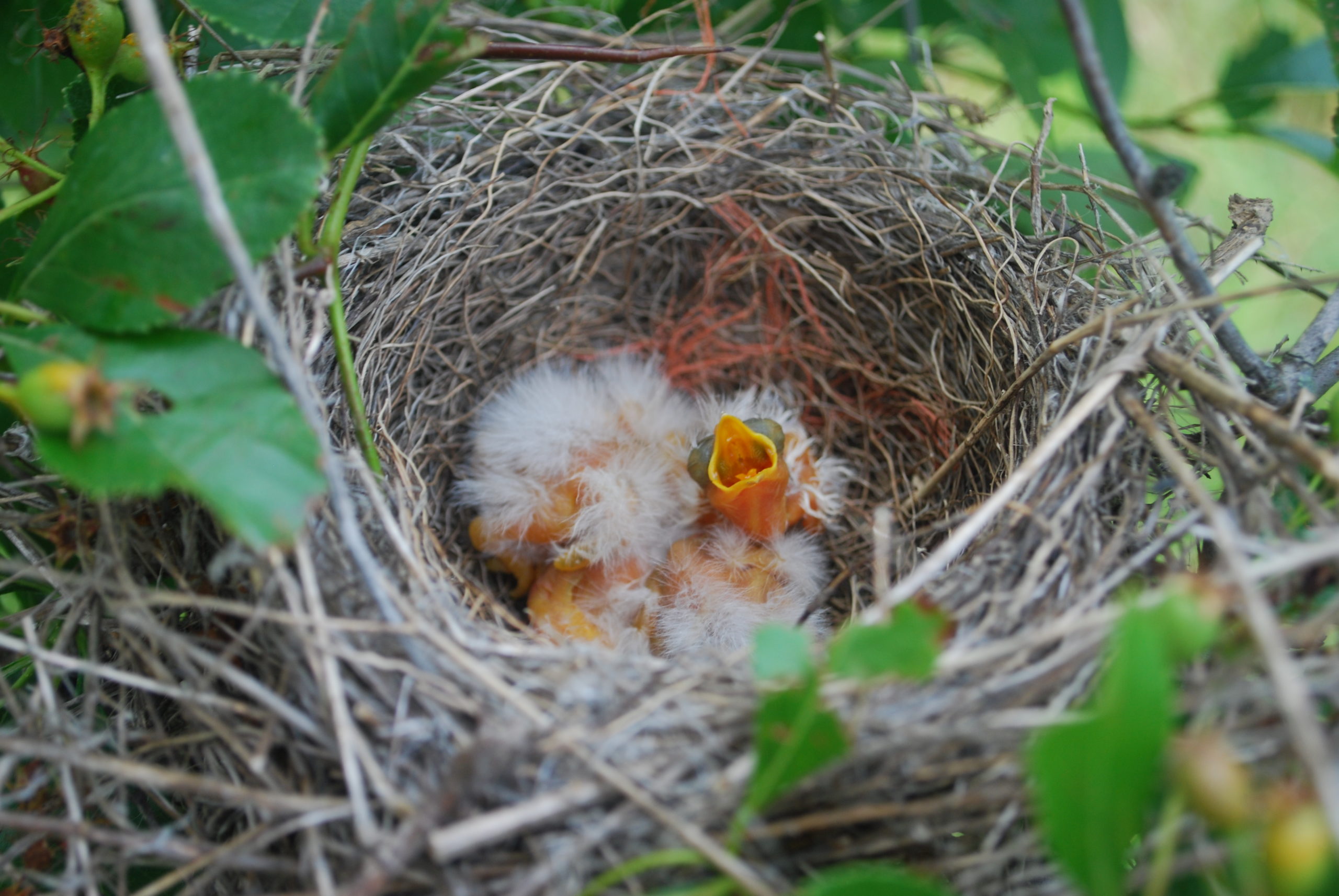 Attracting and enjoying songbirds | Wallaceburg News | Local news in ...
