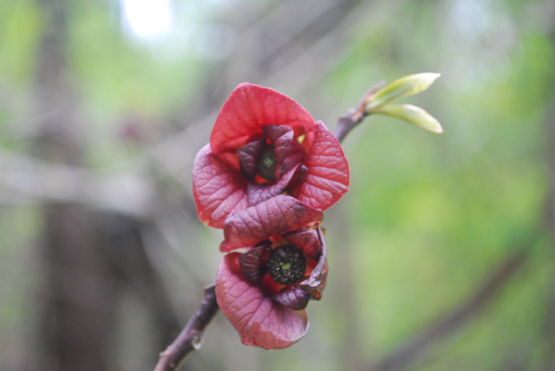 Our Carolinian trees | Wallaceburg News | Local news in Wallaceburg ...