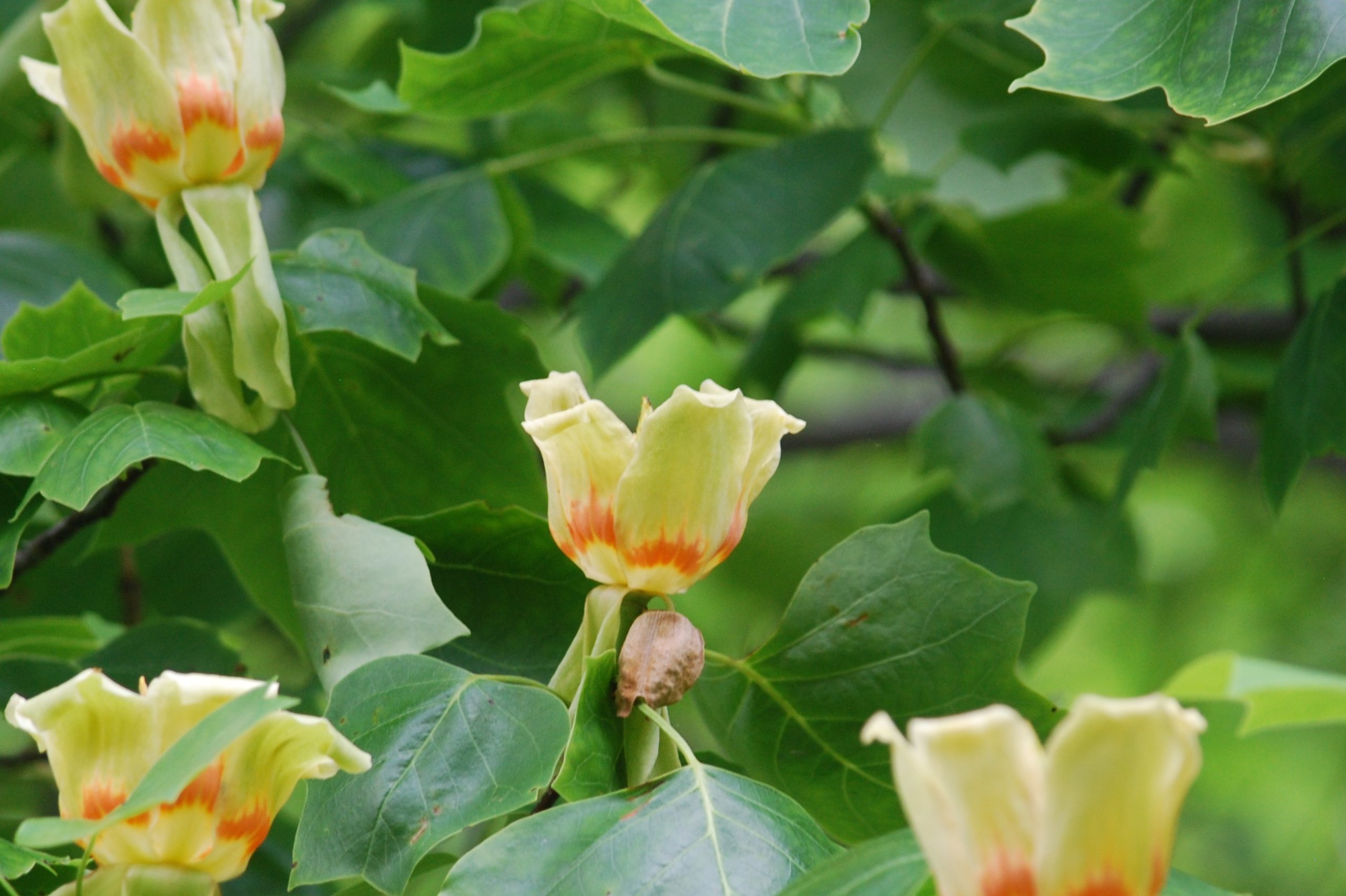 Our Carolinian trees