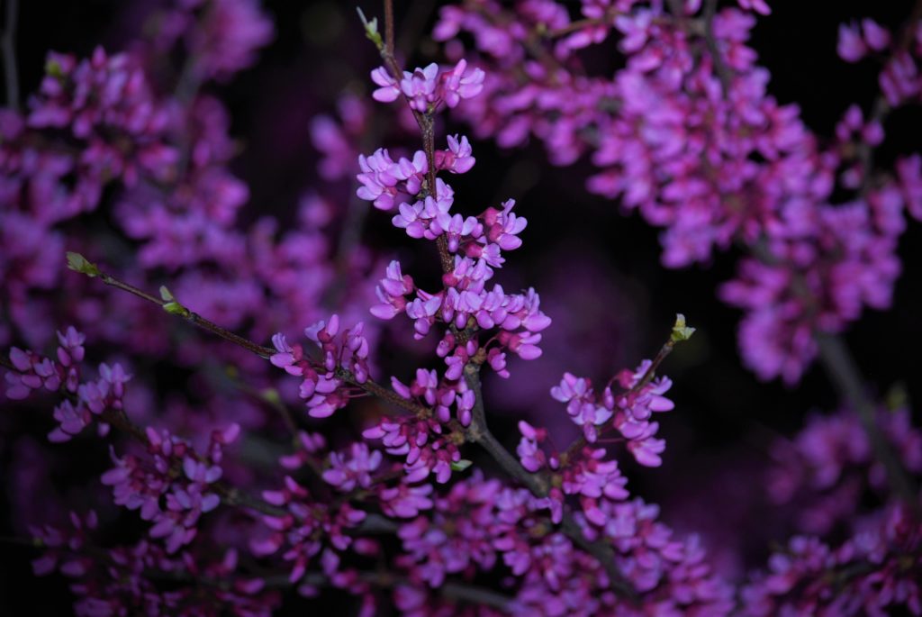 Beautiful redbuds | Wallaceburg News | Local news in Wallaceburg ...