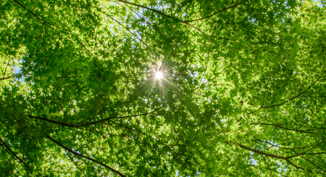 Chatham-Kent launches proactive tree maintenance program across ...