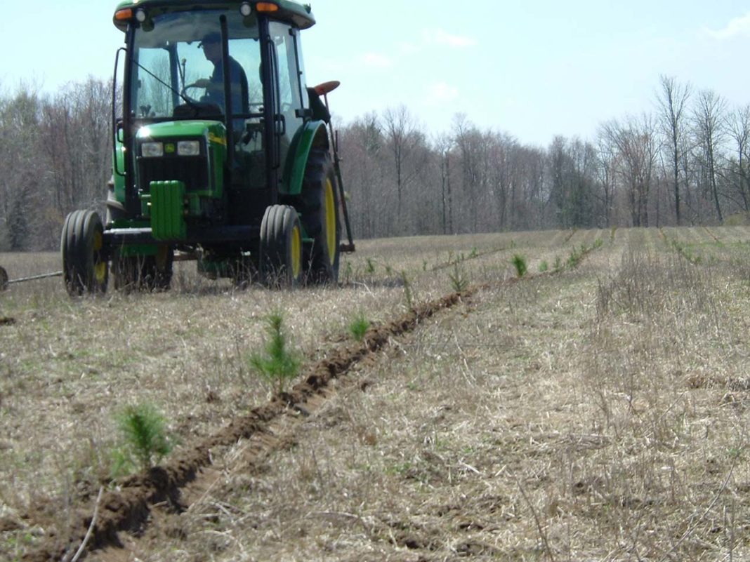 SCRCA continues tree planting tradition | Wallaceburg News | Local news ...