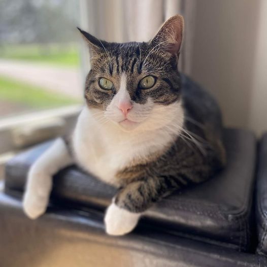 Callie is missing in Wallaceburg