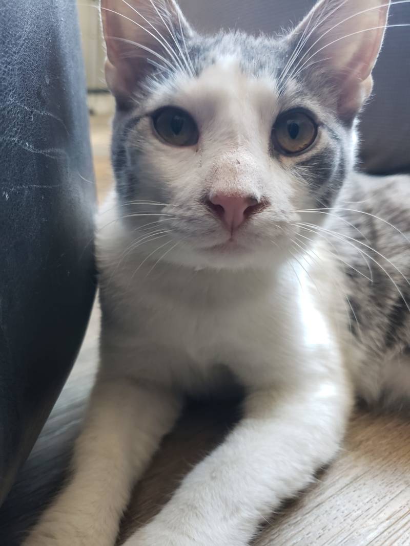 Reward for this missing kitty from Wallaceburg | Wallaceburg News ...