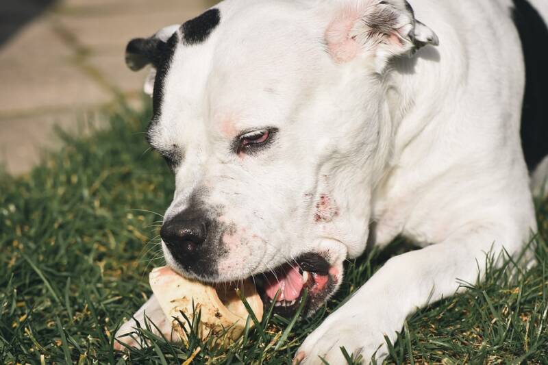 Foster's Meats has a special on Dog Bones!