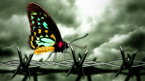 Theatre Kent holding auditions for ‘I Never Saw Another Butterfly ...