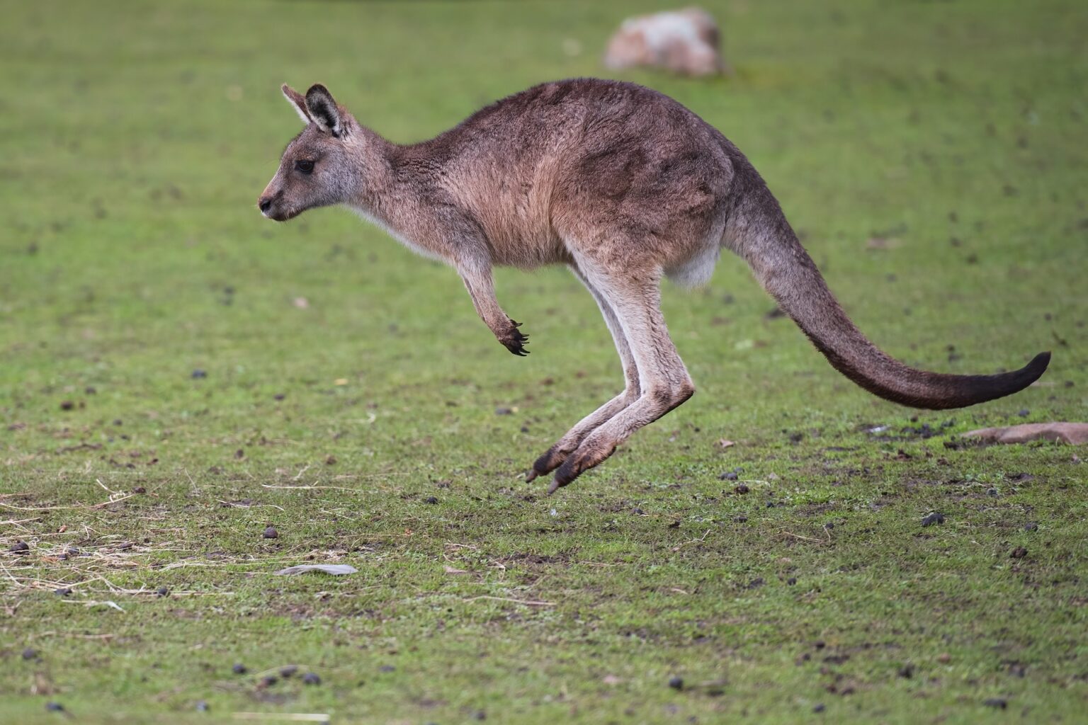Kangaroo gets loose from Greenview Aviaries in Howard | Wallaceburg ...