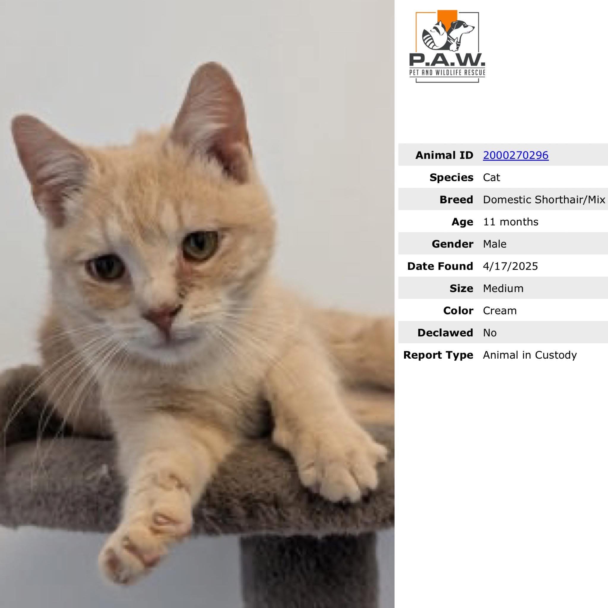 PAWR’s list of CK cat strays they have | Wallaceburg News | Local news in Wallaceburg, Dresden ...