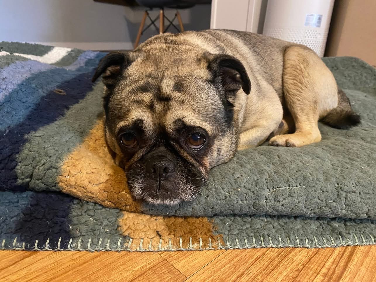 Pug found near Dresden | Wallaceburg News | Local news in Wallaceburg ...