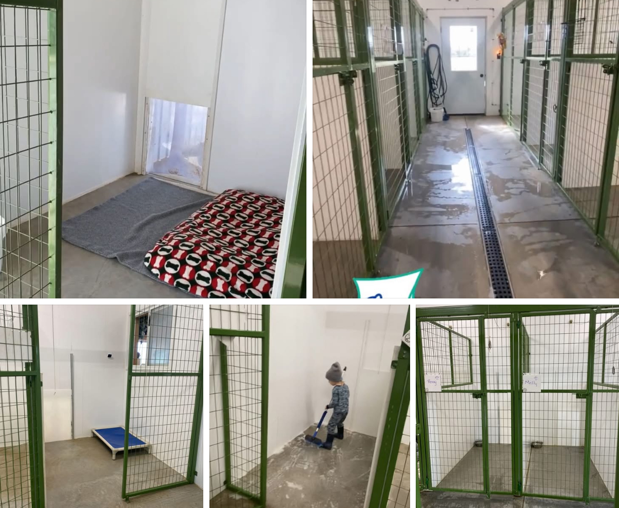 Pointer Hill Kennel in Dresden | Wallaceburg News | Local news in ...