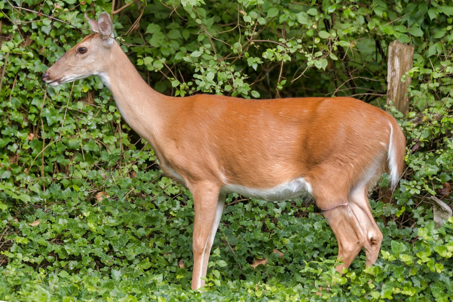Rondeau Provincial Park to close for two-day deer cull | Wallaceburg ...