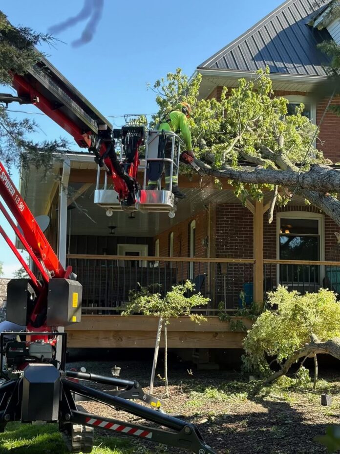 CK Tree Care 519-401-2973 for a Free Quote | Wallaceburg News | Local ...